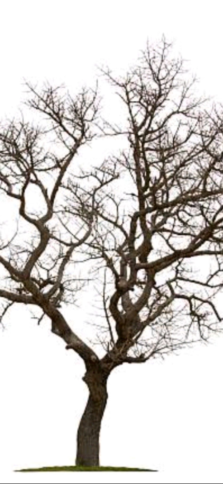 Ankit Kumar on LinkedIn: Touching Story ---> ''Our Apple Tree'' A long ... Ankit Kumar on LinkedIn: Touching Story ---> ''Our Apple Tree'' A long ...