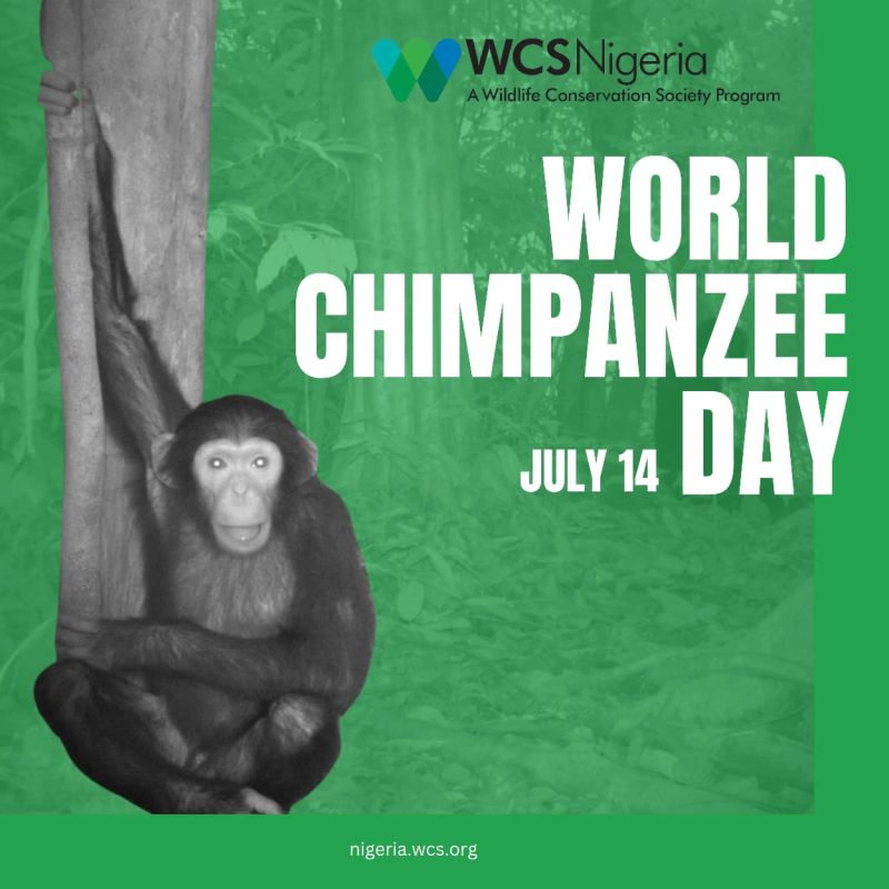Onajite Henrietta Okagbare on LinkedIn: It is world Chimpanzee day! Onajite Henrietta Okagbare on LinkedIn: It is world Chimpanzee day!