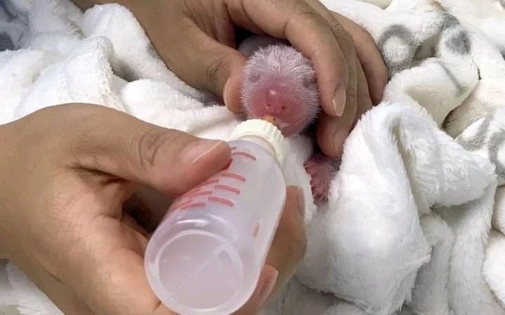Jagdish Prasad Mittal on LinkedIn: Pandas cubs being bottle feed in ... Jagdish Prasad Mittal on LinkedIn: Pandas cubs being bottle feed in ...
