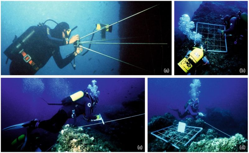 Diversity MDPI on LinkedIn: #article #marinebiodiversity #conservation ... Diversity MDPI on LinkedIn: #article #marinebiodiversity #conservation ...
