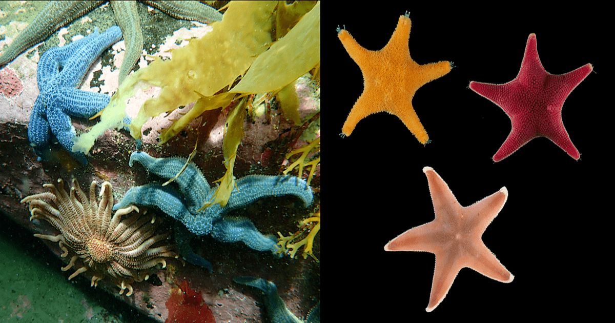 Openforsubmission for Sea Stars Special Issue | Diversity MDPI posted ... Openforsubmission for Sea Stars Special Issue | Diversity MDPI posted ...