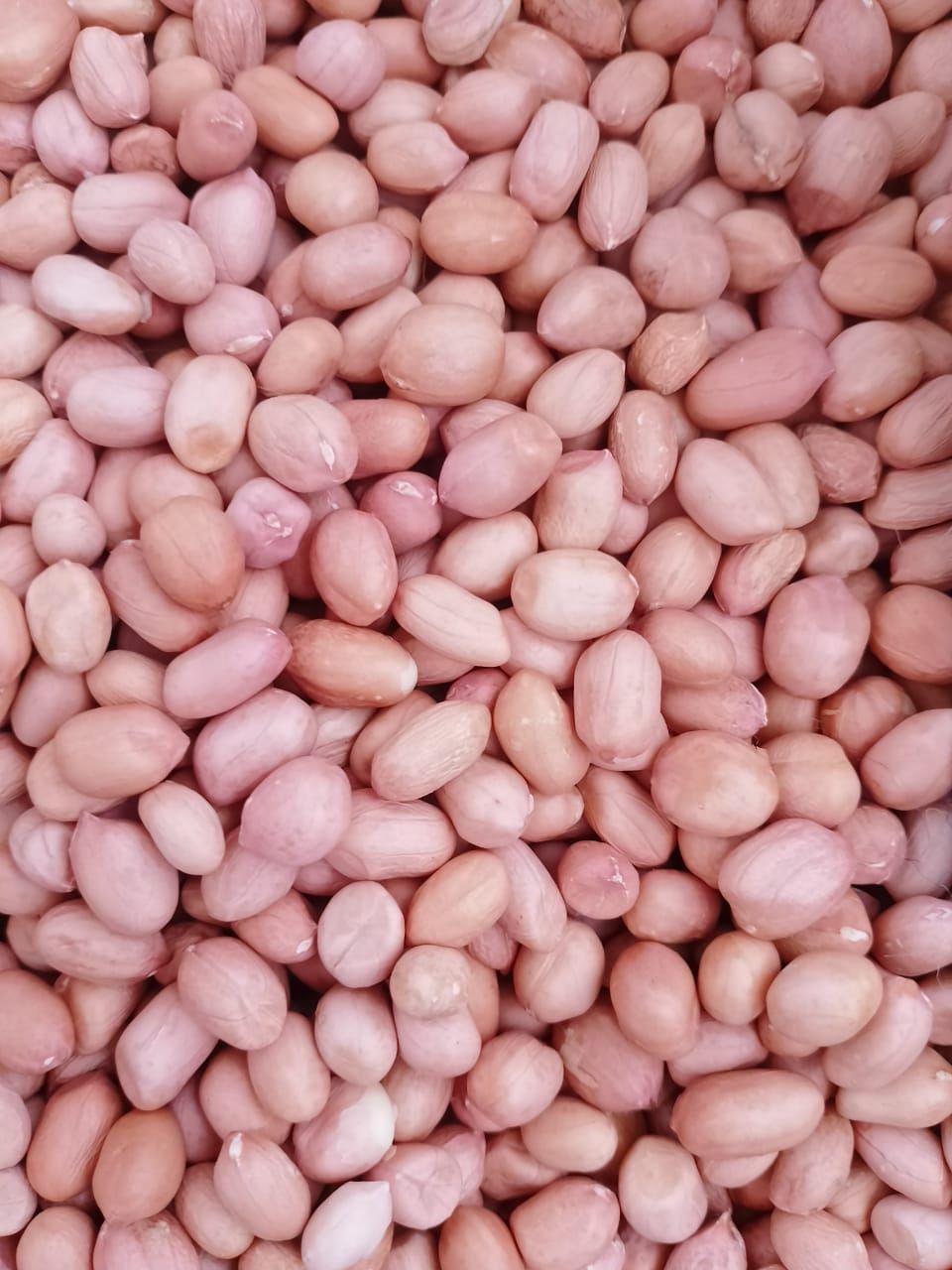 Parth Kanani on LinkedIn: #peanut #groundnut #earthnut #goober #seeds # ... Parth Kanani on LinkedIn: #peanut #groundnut #earthnut #goober #seeds # ...