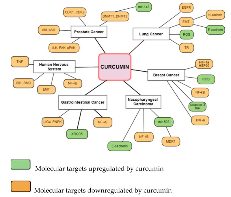 Curcumin: Radiosensitizer and Radioprotector by Zoi et al ... Curcumin: Radiosensitizer and Radioprotector by Zoi et al ...