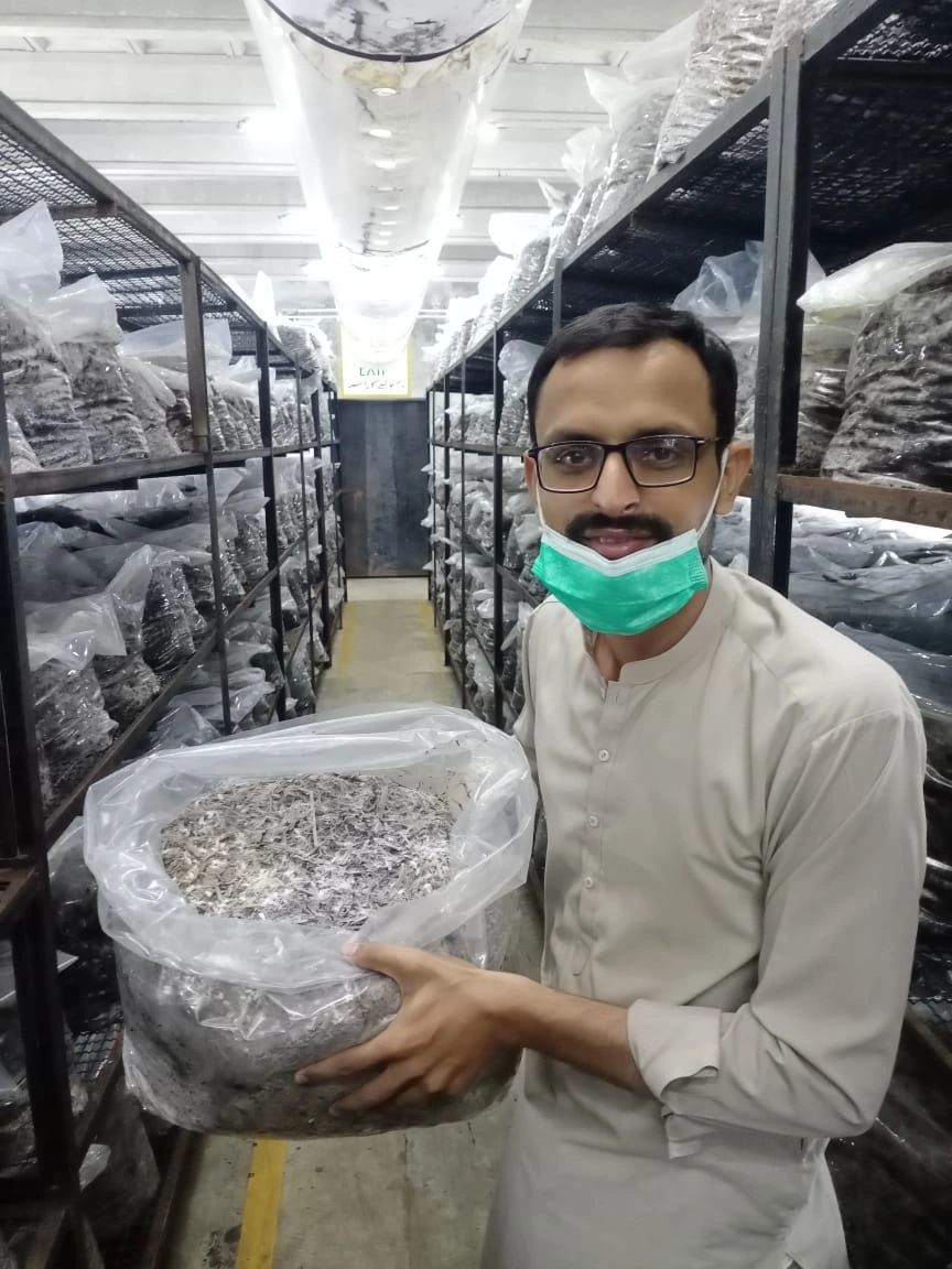 Hamza Nasir Khaira on LinkedIn: #mushroomfarming #agriculture # ... Hamza Nasir Khaira on LinkedIn: #mushroomfarming #agriculture # ...