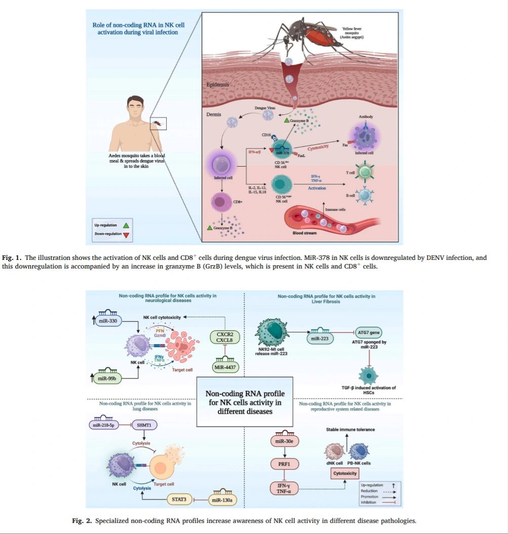 Himanshu Mishra on LinkedIn: #non #rna #nk #genetics #rnatherapeutics # ... Himanshu Mishra on LinkedIn: #non #rna #nk #genetics #rnatherapeutics # ...