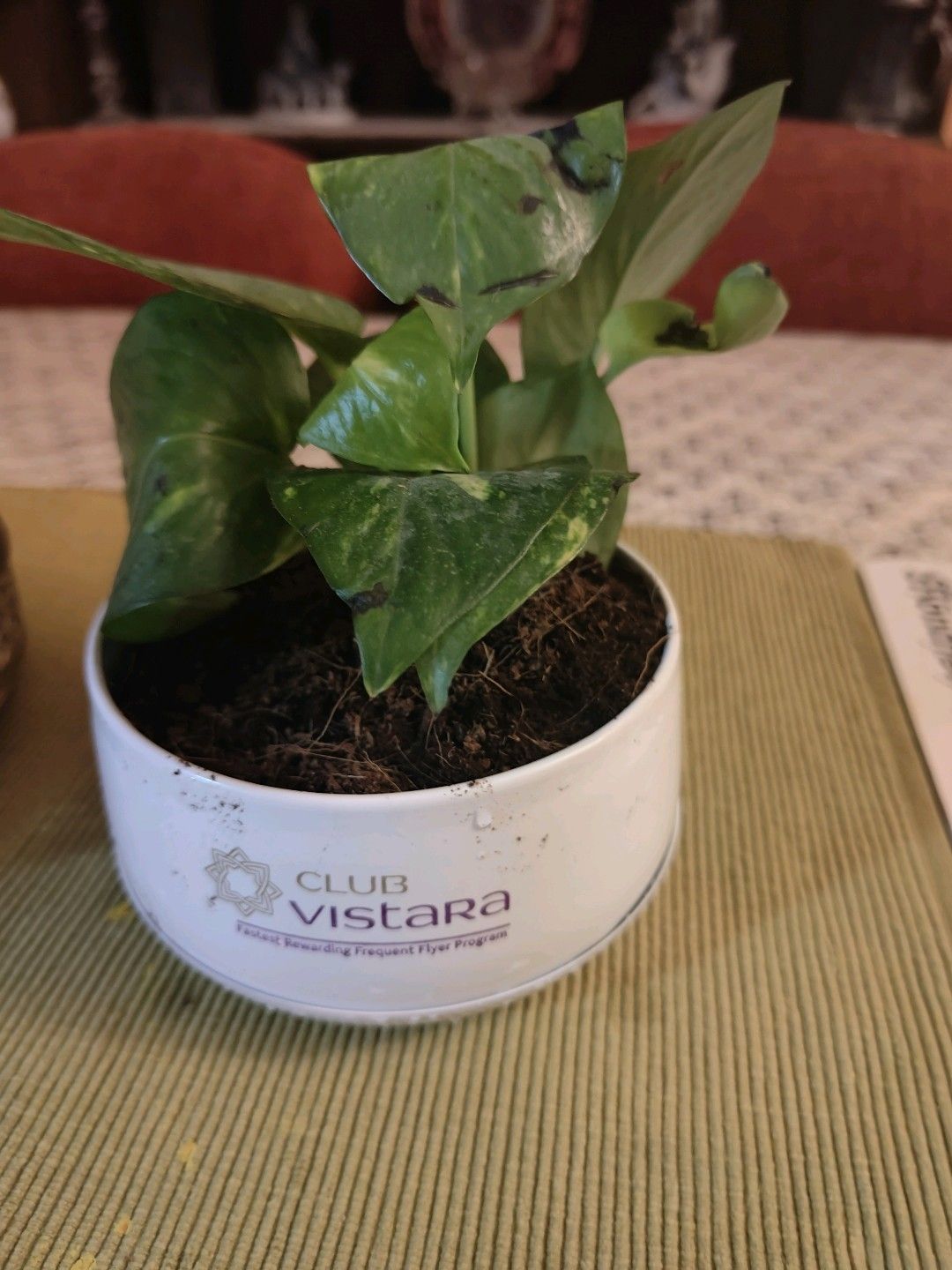 Anshul Mathur on LinkedIn: Vistara never ceases to delight me with ... Anshul Mathur on LinkedIn: Vistara never ceases to delight me with ...