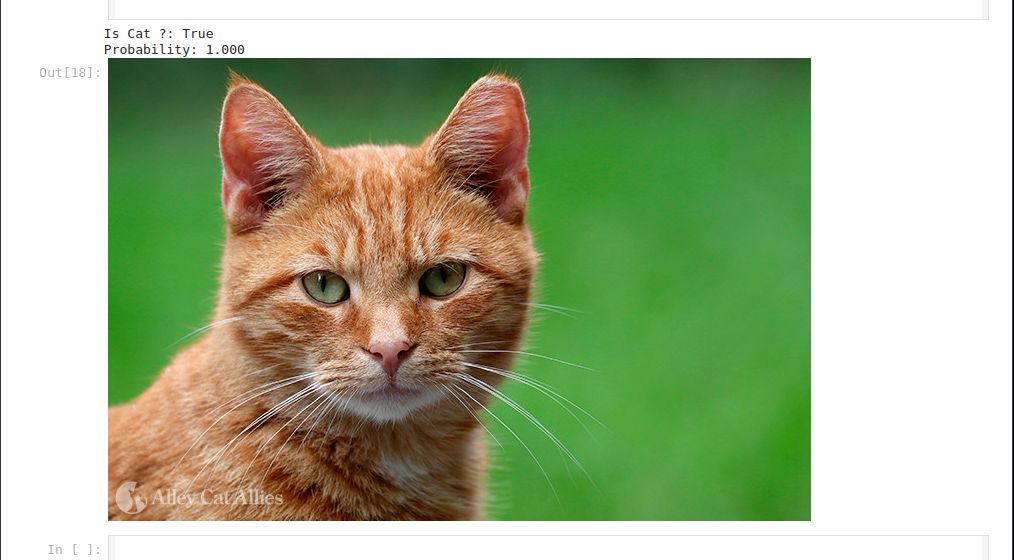 Doston Shernazarov on LinkedIn: Predict model: Predict Is Cat ? link ... Doston Shernazarov on LinkedIn: Predict model: Predict Is Cat ? link ...