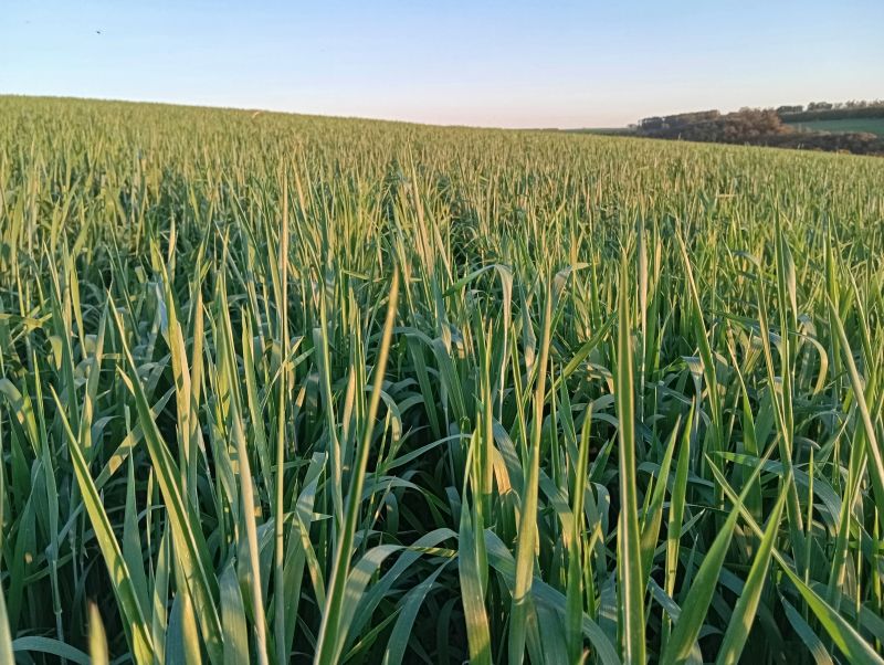 Alex Rangel on LinkedIn: 🌾 Alex Rangel on LinkedIn: 🌾