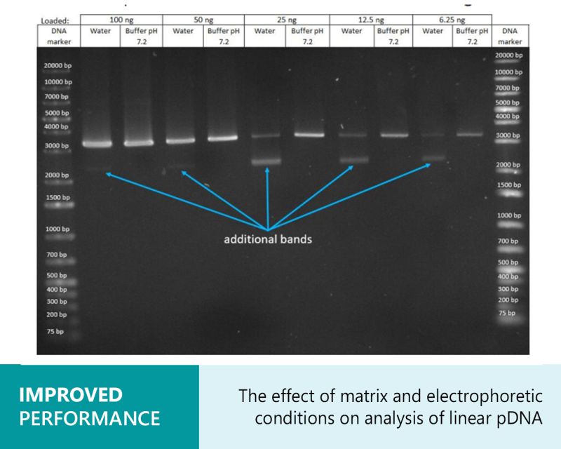 BIA Separations Inc. on LinkedIn: #pdna #dna #purification #analysis # ... BIA Separations Inc. on LinkedIn: #pdna #dna #purification #analysis # ...