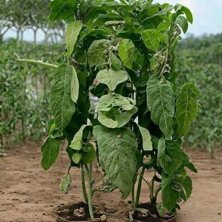 Rajan Kumar Singh on LinkedIn: आधी आँख बंद करके देखें..... Rajan Kumar Singh on LinkedIn: आधी आँख बंद करके देखें.....