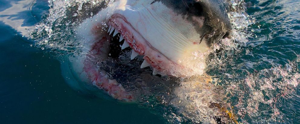 NewsFlash.one on LinkedIn: Jason Momoa hosts Discovery's 'Shark Week ... NewsFlash.one on LinkedIn: Jason Momoa hosts Discovery's 'Shark Week ...
