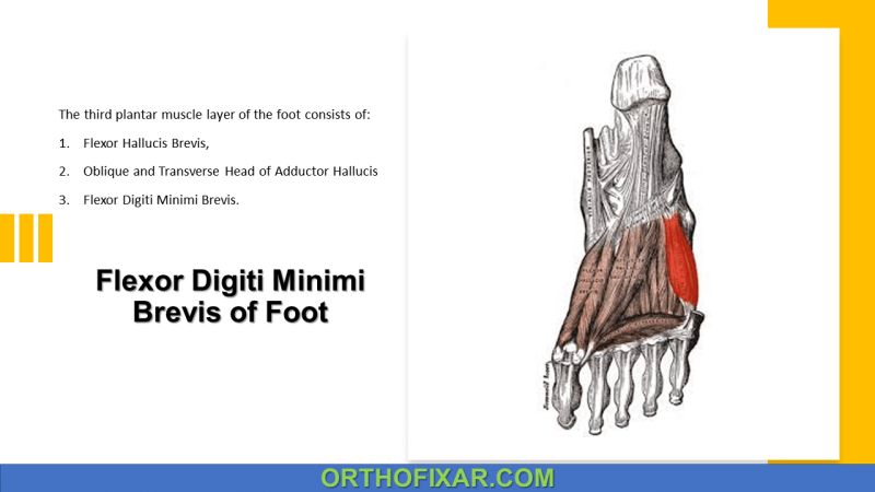 Orthofixar | Orthopedic Surgery on LinkedIn: Flexor Digiti Minimi ... Orthofixar | Orthopedic Surgery on LinkedIn: Flexor Digiti Minimi ...