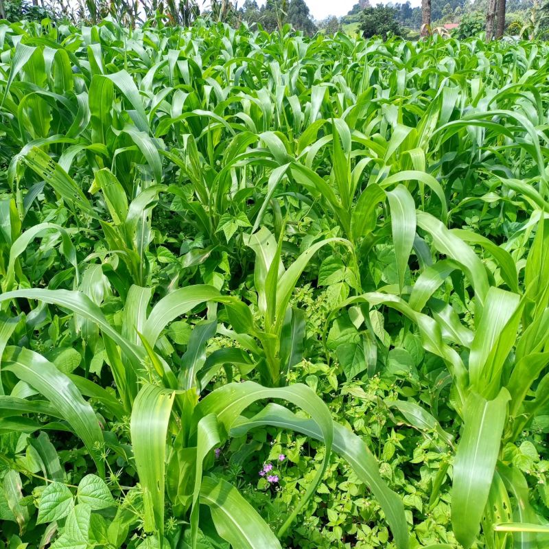 peninah wangari on LinkedIn: Food security peninah wangari on LinkedIn: Food security