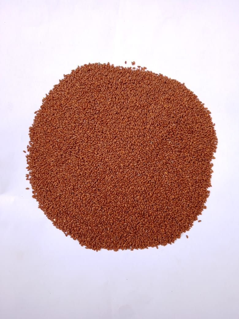 Rudra Pratap Singh Rathore on LinkedIn: AVAILABLE ASALIYA / HALIM SEED ... Rudra Pratap Singh Rathore on LinkedIn: AVAILABLE ASALIYA / HALIM SEED ...