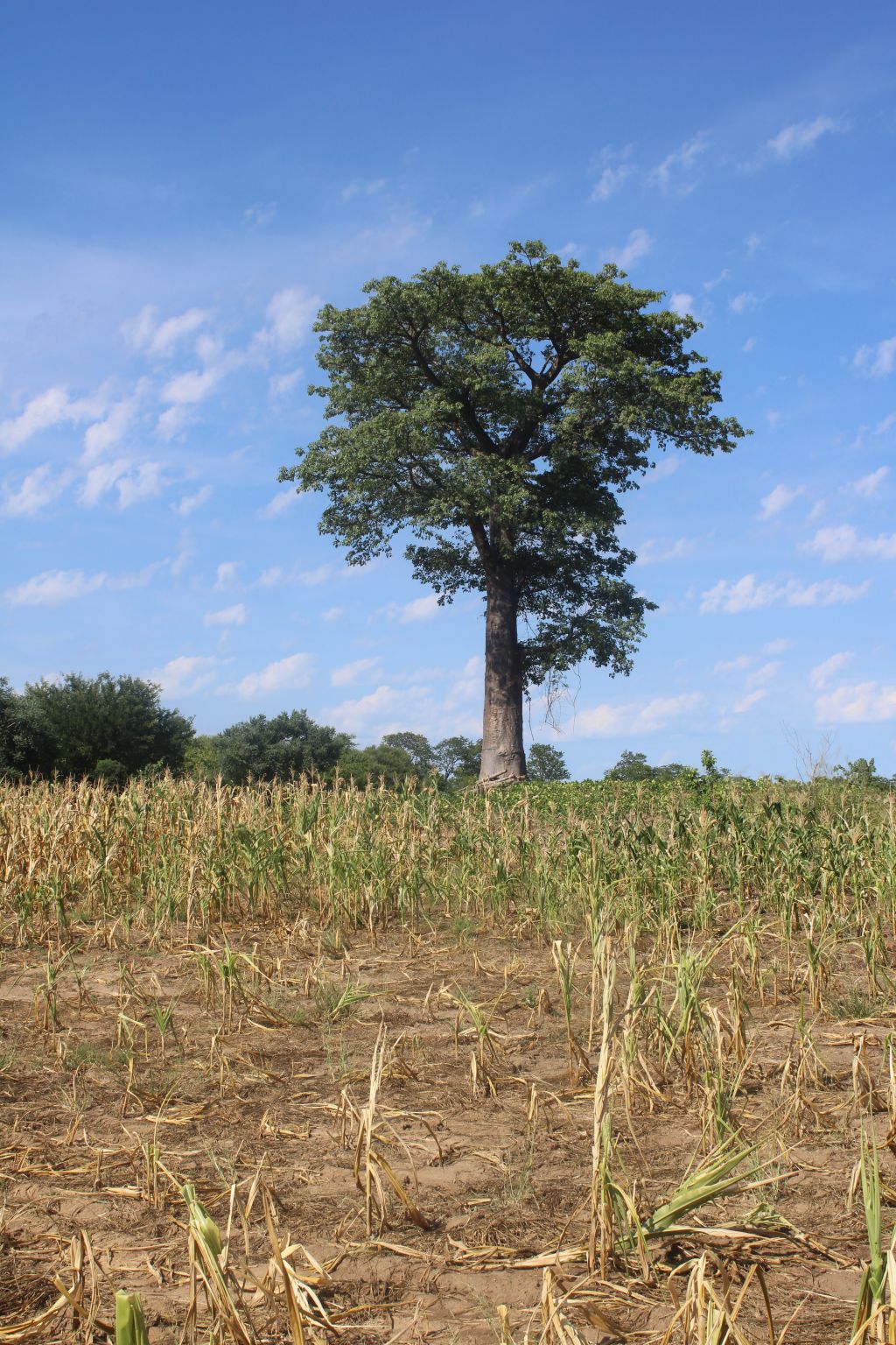 Bolyne Tafadzwa Chapeyama on LinkedIn: #cropmodeling #climatechange # ... Bolyne Tafadzwa Chapeyama on LinkedIn: #cropmodeling #climatechange # ...