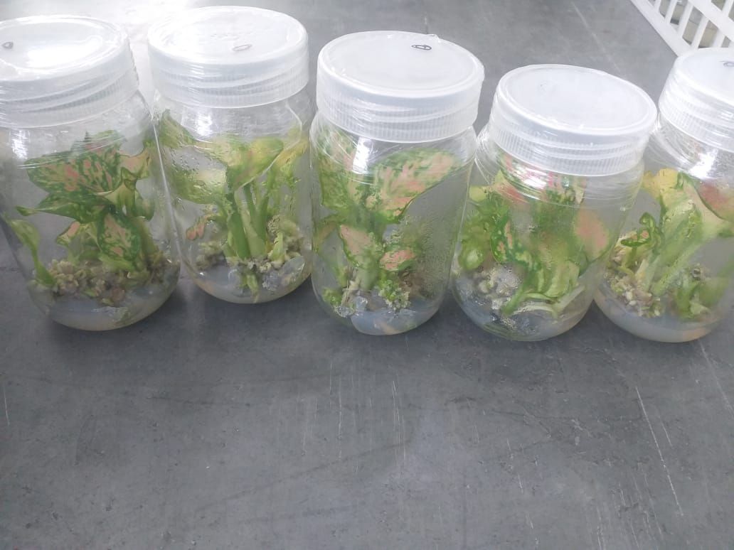 Dr. Ratnesh Kumar Singh on LinkedIn: aglonema... Dr. Ratnesh Kumar Singh on LinkedIn: aglonema...