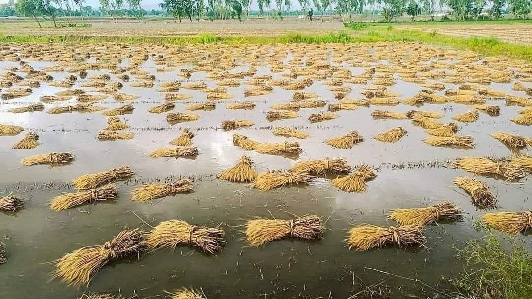 Abdul Malik Safi on LinkedIn: #afghanistan #climatechange #foodsecurity ... Abdul Malik Safi on LinkedIn: #afghanistan #climatechange #foodsecurity ...