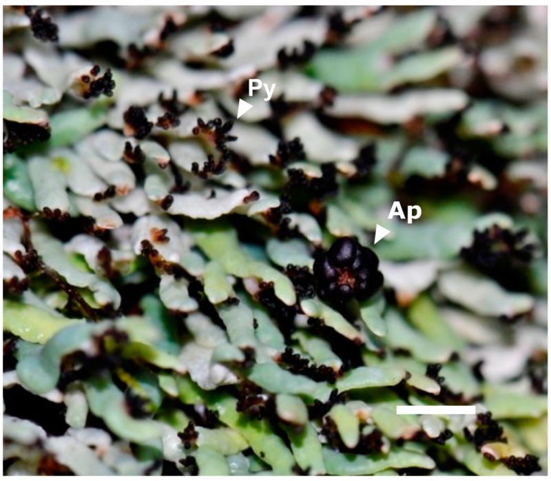 Diversity MDPI on LinkedIn: #article #ecology #lichenresearch # ... Diversity MDPI on LinkedIn: #article #ecology #lichenresearch # ...