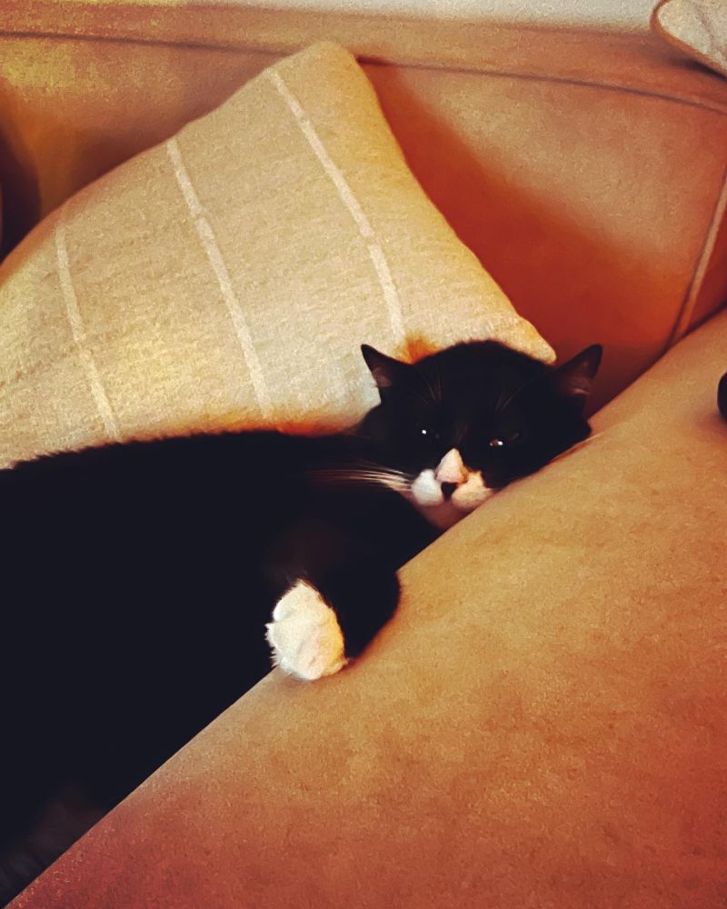 Marek Rinko on LinkedIn: #clojure #cat Marek Rinko on LinkedIn: #clojure #cat
