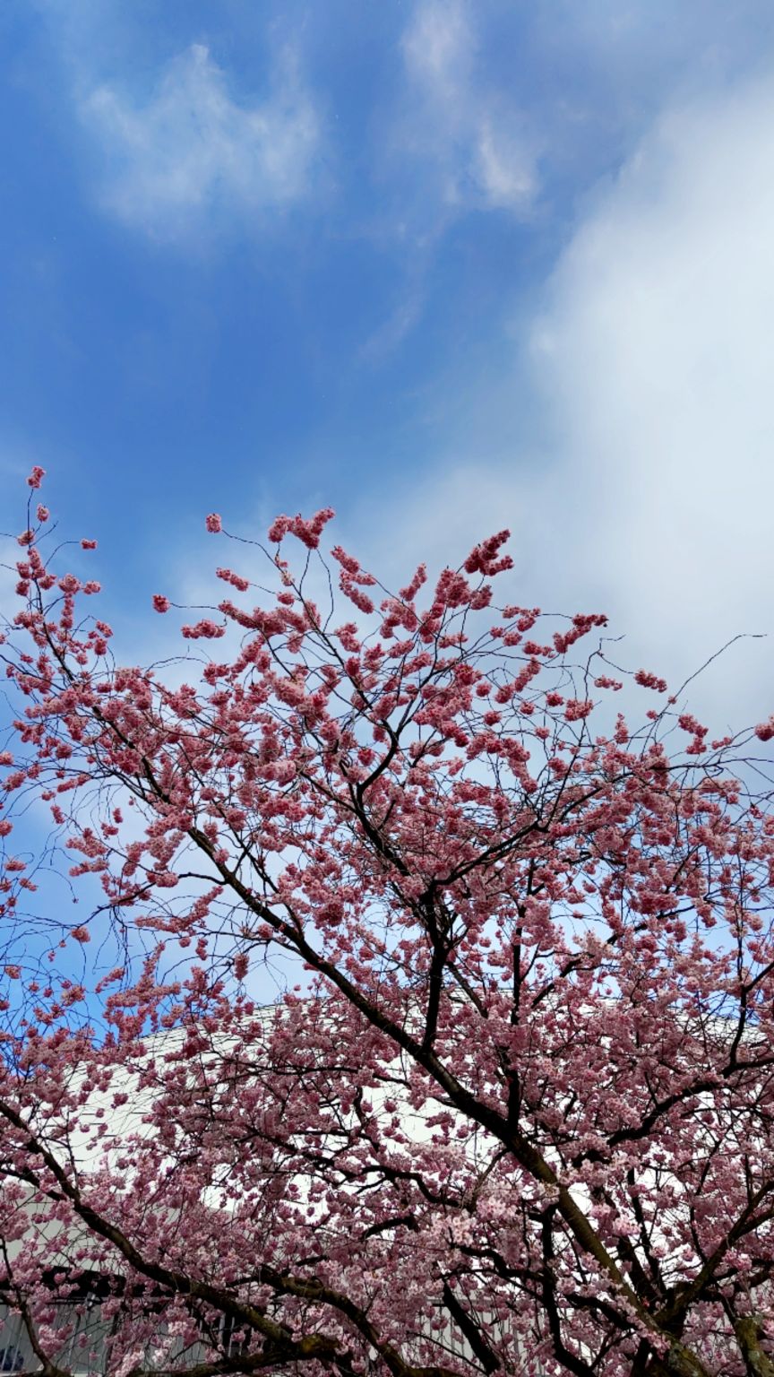 Anirudh Venugopal on LinkedIn: #spring #career #opportunities Anirudh Venugopal on LinkedIn: #spring #career #opportunities