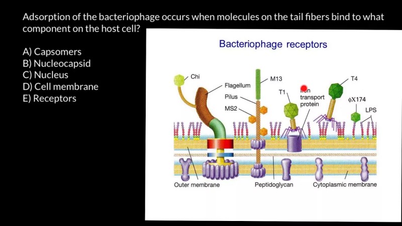 Nikolay's Genetics Lessons on LinkedIn: How bacteriophage attach to a ... Nikolay's Genetics Lessons on LinkedIn: How bacteriophage attach to a ...