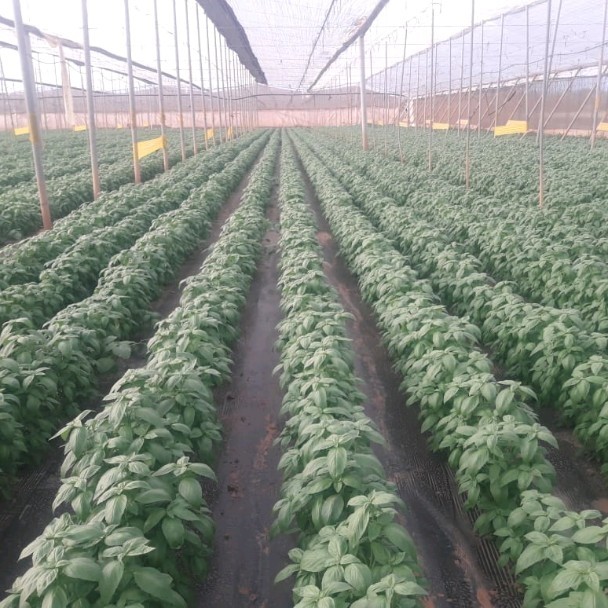 Yassine Hilali - Gérant - Herbex | LinkedIn Yassine Hilali - Gérant - Herbex | LinkedIn