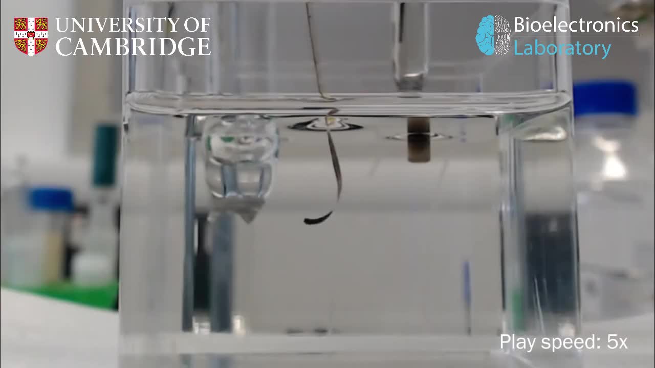 Bioelectronics Drop on LinkedIn: Voltage-triggered wrapping of nerve ... Bioelectronics Drop on LinkedIn: Voltage-triggered wrapping of nerve ...