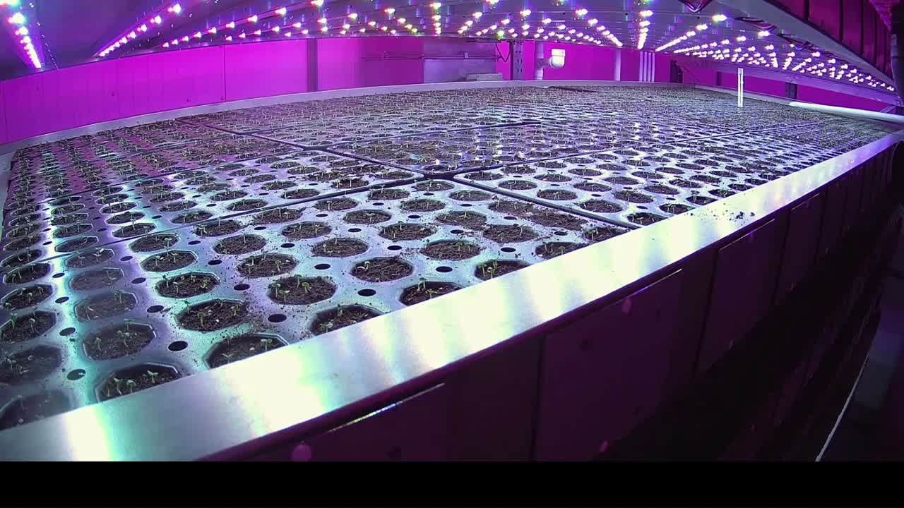 Intelligent Growth Solutions (IGS) on LinkedIn: Basil growing in an IGS ... Intelligent Growth Solutions (IGS) on LinkedIn: Basil growing in an IGS ...