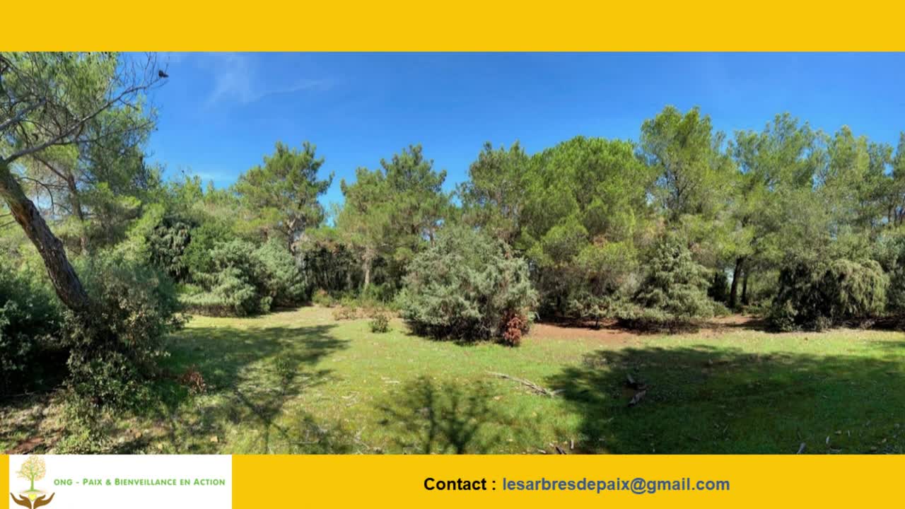 ONG Internationale Les Arbres de Paix International NGO The Peace trees ... ONG Internationale Les Arbres de Paix International NGO The Peace trees ...
