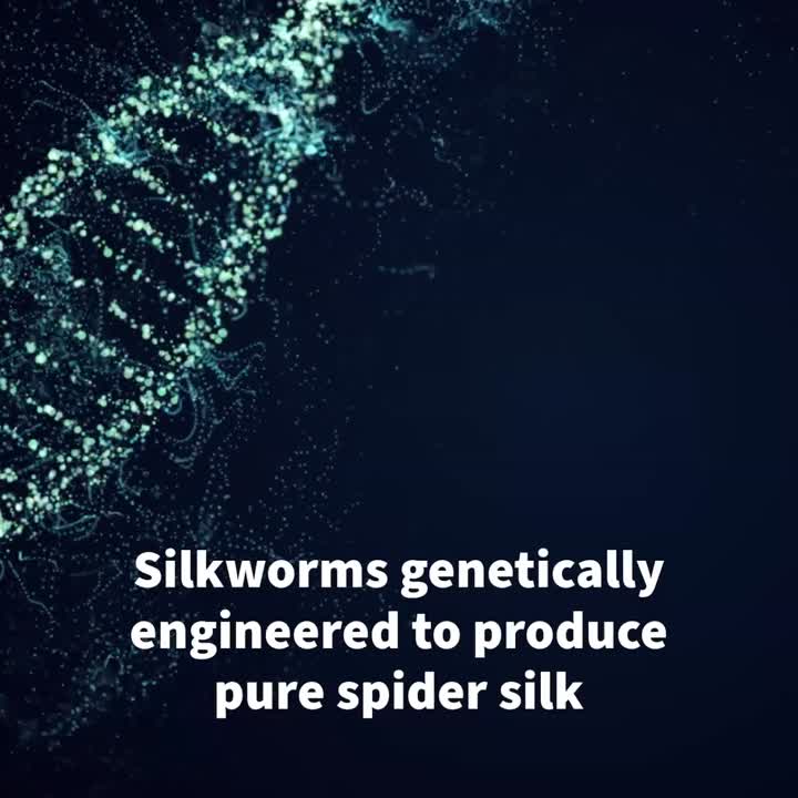 CRISPR BIOTECH ENGINEERING on LinkedIn: Spider silk has been seen as a ... CRISPR BIOTECH ENGINEERING on LinkedIn: Spider silk has been seen as a ...