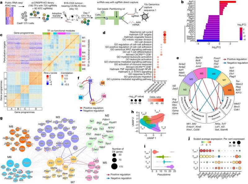 Medical Xpress on LinkedIn: Scientists identify T-cell differentiation ... Medical Xpress on LinkedIn: Scientists identify T-cell differentiation ...