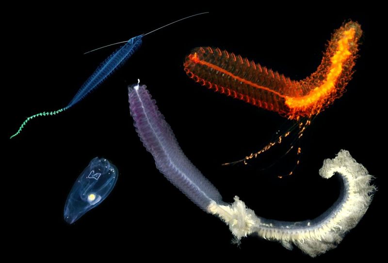 Phys.org on LinkedIn: New technology for conducting deep-sea research ... Phys.org on LinkedIn: New technology for conducting deep-sea research ...