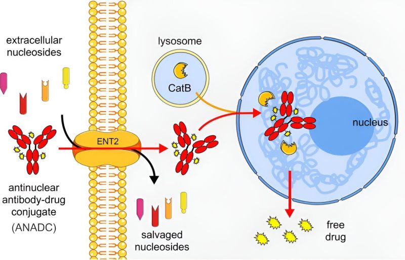 Phys.org on LinkedIn: Scientists develop potential stealth cancer therapy Phys.org on LinkedIn: Scientists develop potential stealth cancer therapy
