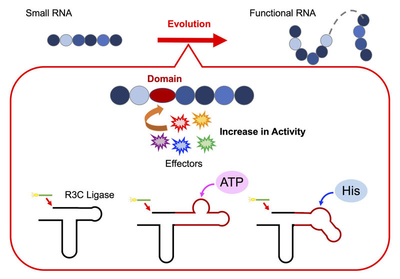 Phys.org on LinkedIn: RNA's hidden potential: New study unveils its ... Phys.org on LinkedIn: RNA's hidden potential: New study unveils its ...