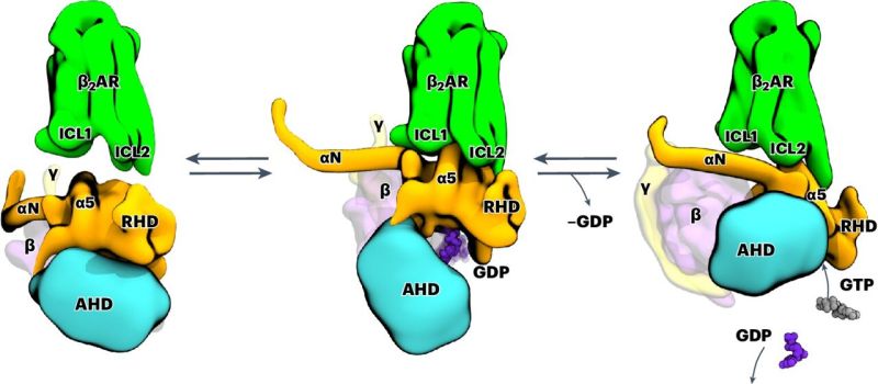 Phys.org on LinkedIn: Biophysicists decipher functionality of ... Phys.org on LinkedIn: Biophysicists decipher functionality of ...