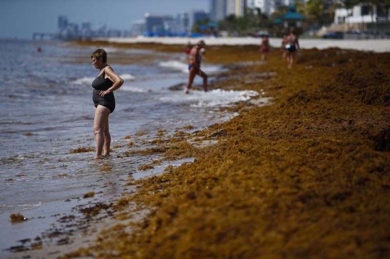 SEAL Awards en LinkedIn: Giant seaweed blob twice the width of the US ... SEAL Awards en LinkedIn: Giant seaweed blob twice the width of the US ...