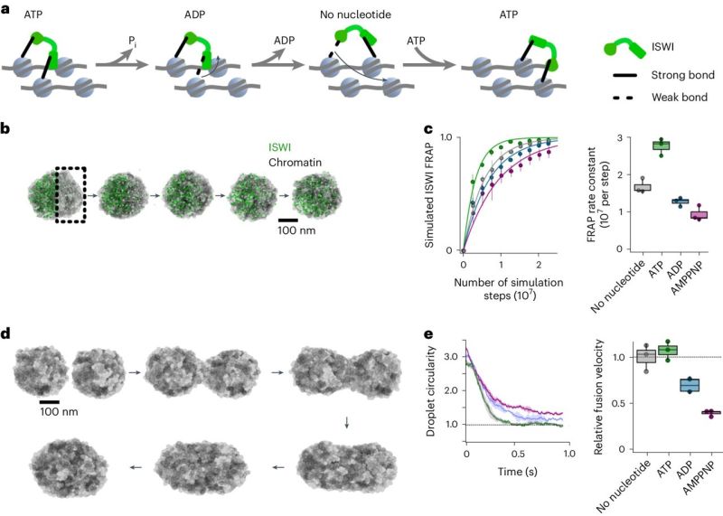 Phys.org on LinkedIn: Researchers decipher how an enzyme modifies the ... Phys.org on LinkedIn: Researchers decipher how an enzyme modifies the ...