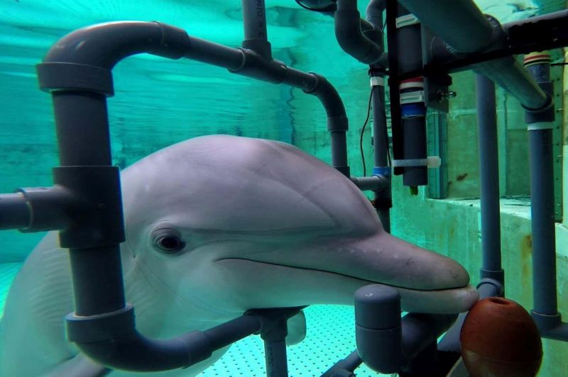New Scientist on LinkedIn: Bottlenose dolphins can sense electric ... New Scientist on LinkedIn: Bottlenose dolphins can sense electric ...