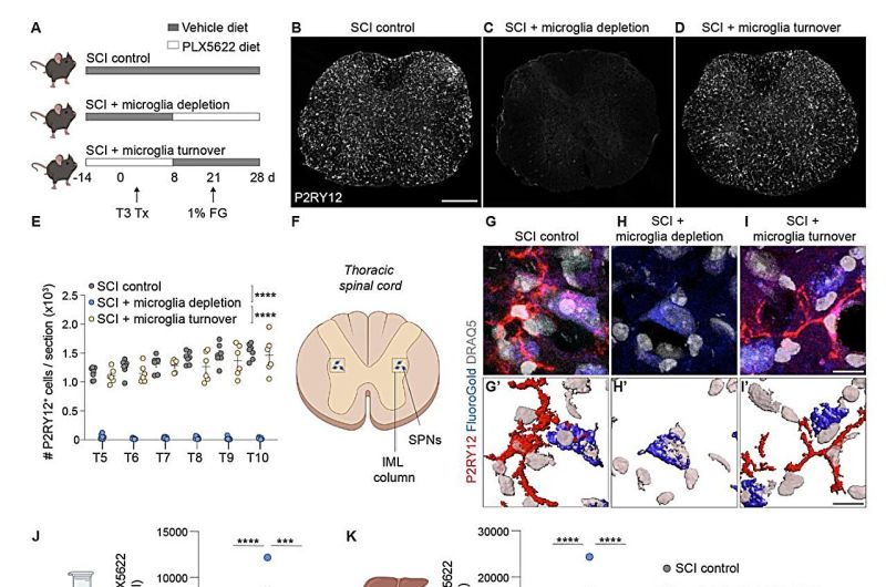 Medical Xpress on LinkedIn: Mouse study identifies unique approach for ... Medical Xpress on LinkedIn: Mouse study identifies unique approach for ...