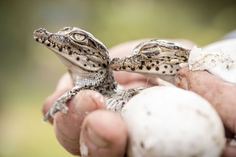 Phys.org on LinkedIn: First-of-its-kind study shows that conservation ... Phys.org on LinkedIn: First-of-its-kind study shows that conservation ...