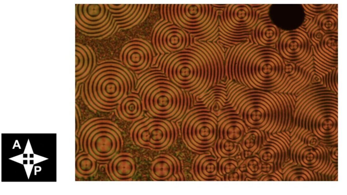 Phys.org on LinkedIn: Study unveils a spontaneous toroidal polar ... Phys.org on LinkedIn: Study unveils a spontaneous toroidal polar ...