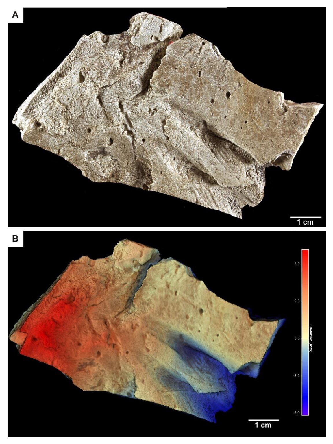 Phys.org on LinkedIn: The earliest deep-sea vertebrates revealed by ... Phys.org on LinkedIn: The earliest deep-sea vertebrates revealed by ...