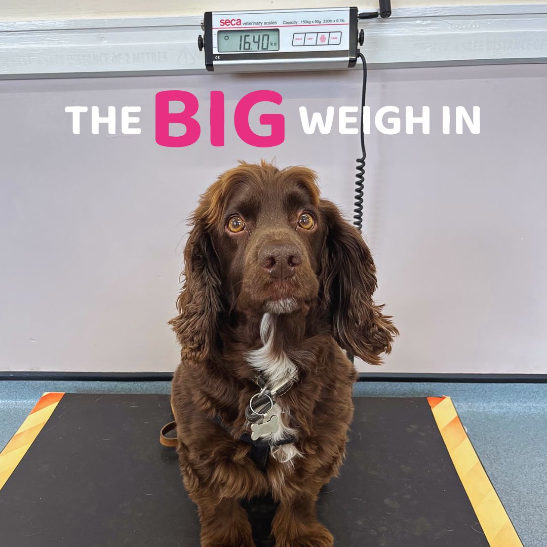 PDSA on LinkedIn: We’re working in partnership with Royal Canin to help ... PDSA on LinkedIn: We’re working in partnership with Royal Canin to help ...