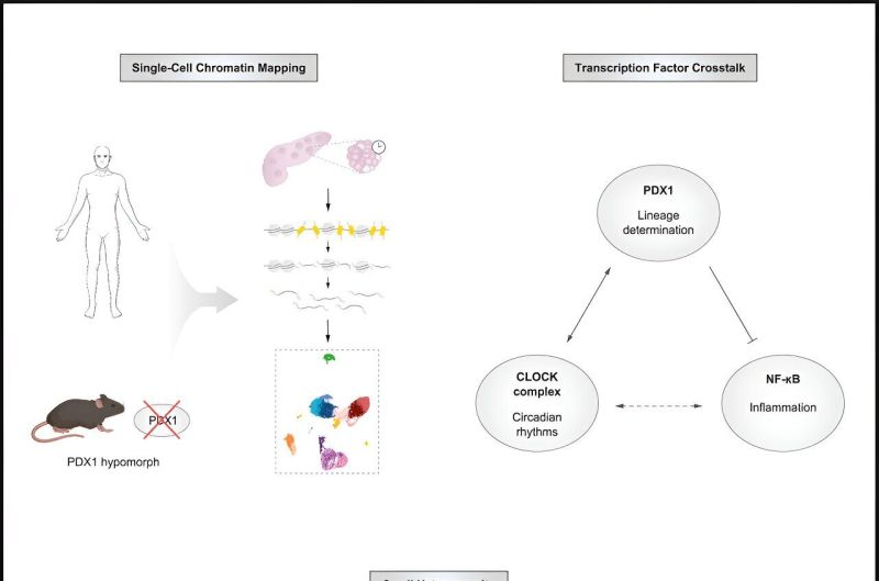 Phys.org on LinkedIn: How transcription factors influence insulin ... Phys.org on LinkedIn: How transcription factors influence insulin ...