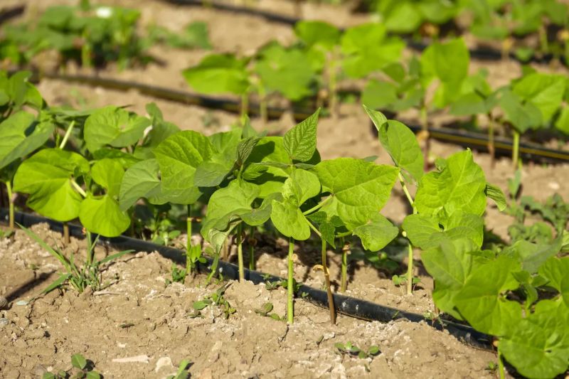 Nav Singh on LinkedIn: Advantages and Disadvantages of Irrigation Systems Nav Singh on LinkedIn: Advantages and Disadvantages of Irrigation Systems