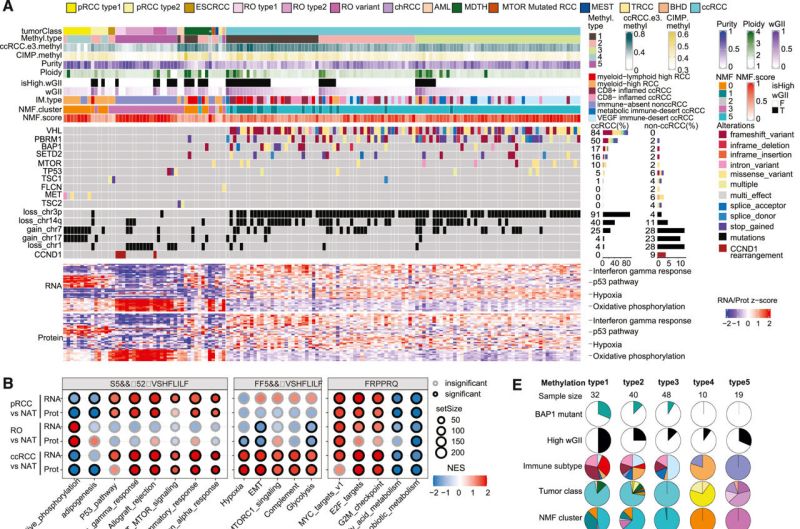 Phys.org on LinkedIn: Massive study identifies new biomarkers for renal ... Phys.org on LinkedIn: Massive study identifies new biomarkers for renal ...
