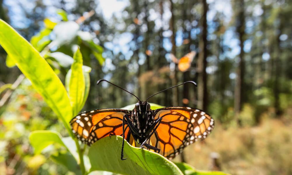 Paige Reeher, ESA Certified Ecologist on LinkedIn: Eastern Monarch ... Paige Reeher, ESA Certified Ecologist on LinkedIn: Eastern Monarch ...