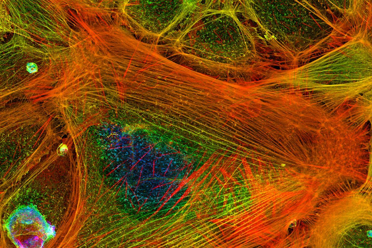 Phys.org on LinkedIn: Biophysicists reveal how three proteins interact ... Phys.org on LinkedIn: Biophysicists reveal how three proteins interact ...
