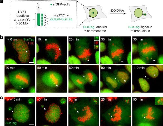 Phys.org on LinkedIn: Researchers discover mechanism responsible for ... Phys.org on LinkedIn: Researchers discover mechanism responsible for ...