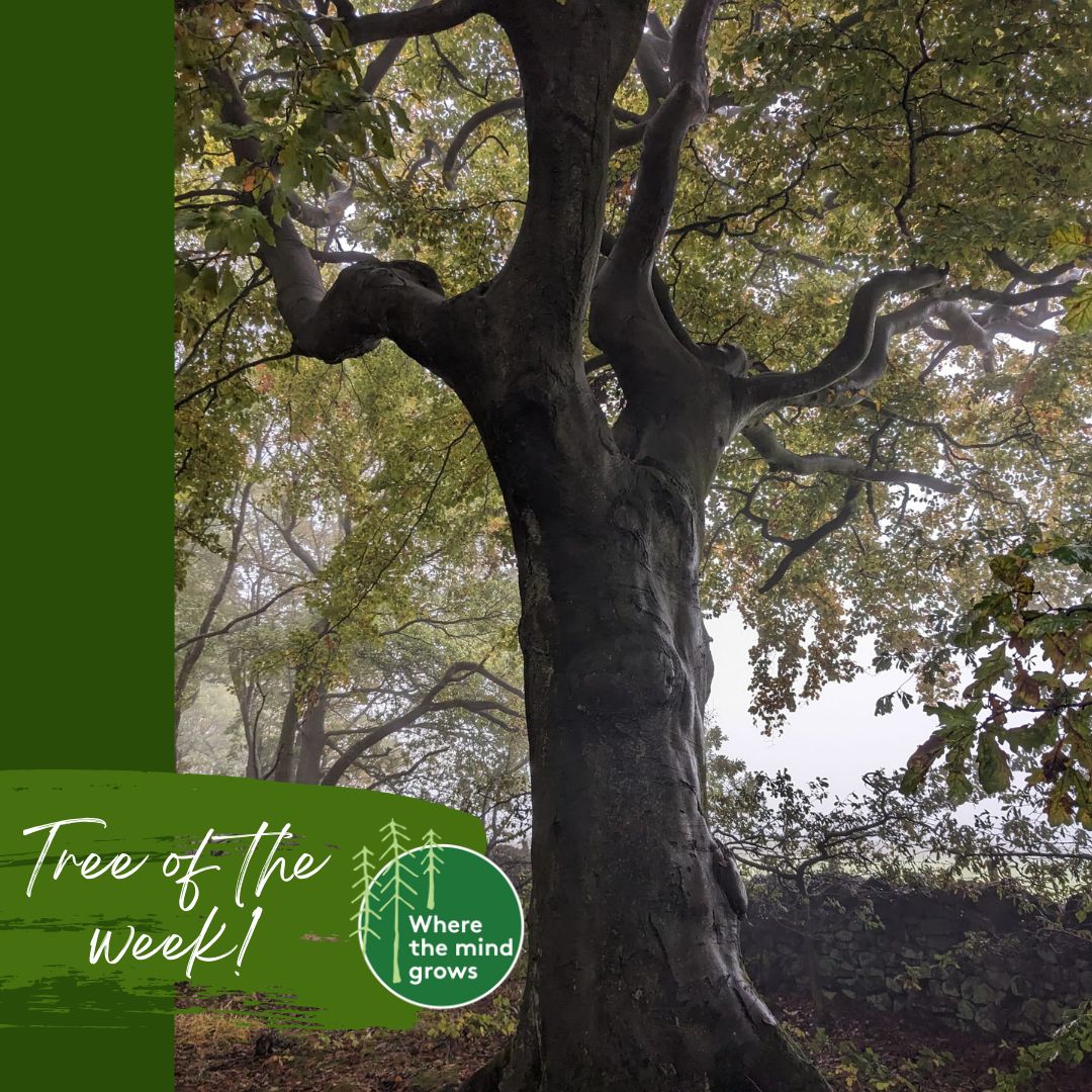 Where The Mind Grows on LinkedIn: #treeoftheweek #totw #nature # ... Where The Mind Grows on LinkedIn: #treeoftheweek #totw #nature # ...